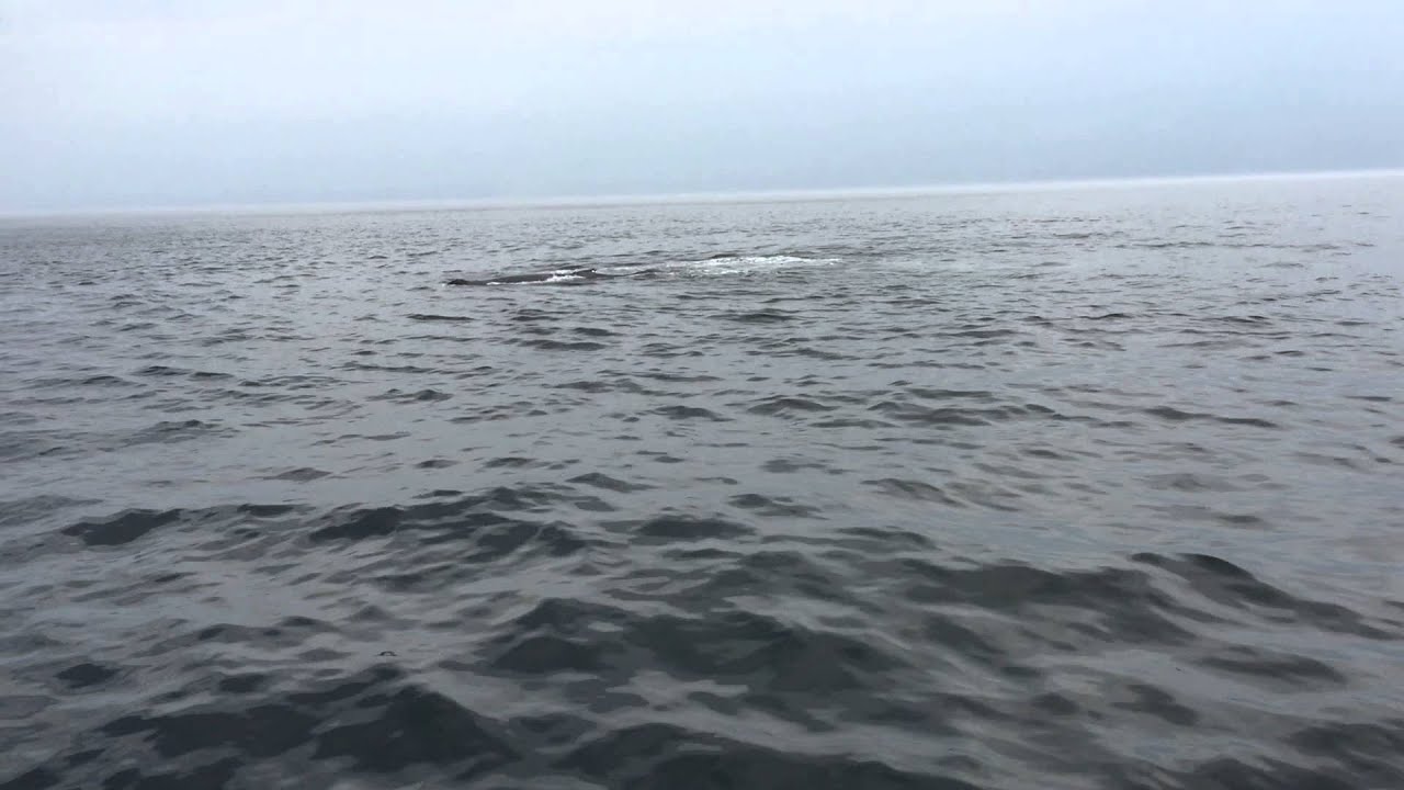 Whale watching Gloucester bay # 4 - YouTube