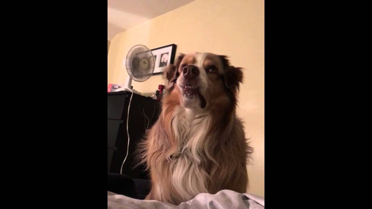 Buck Tooth Dog - YouTube