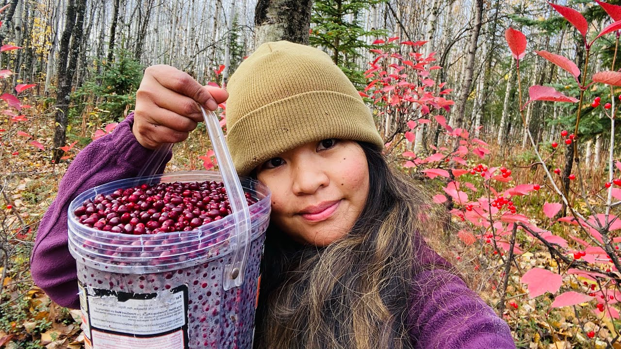 Low Bush Cranberries aka Lingonberry Picking In Alaska - YouTube