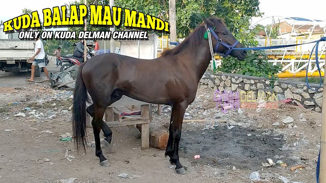 Kuda Delman Channel 🐎 اللعب مع الحصان 🐎 Andong Dokar Kuda Balap Mahal ...