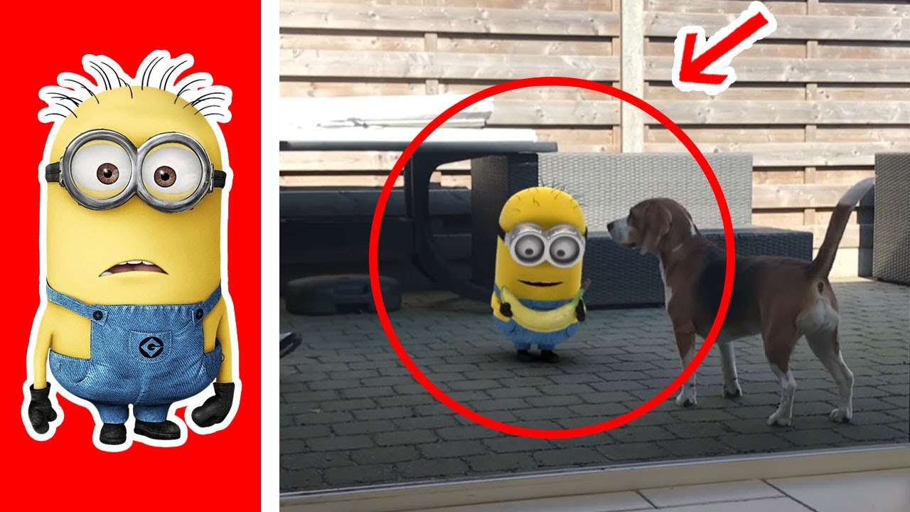 MINIONS Real Captados en Camara - YouTube