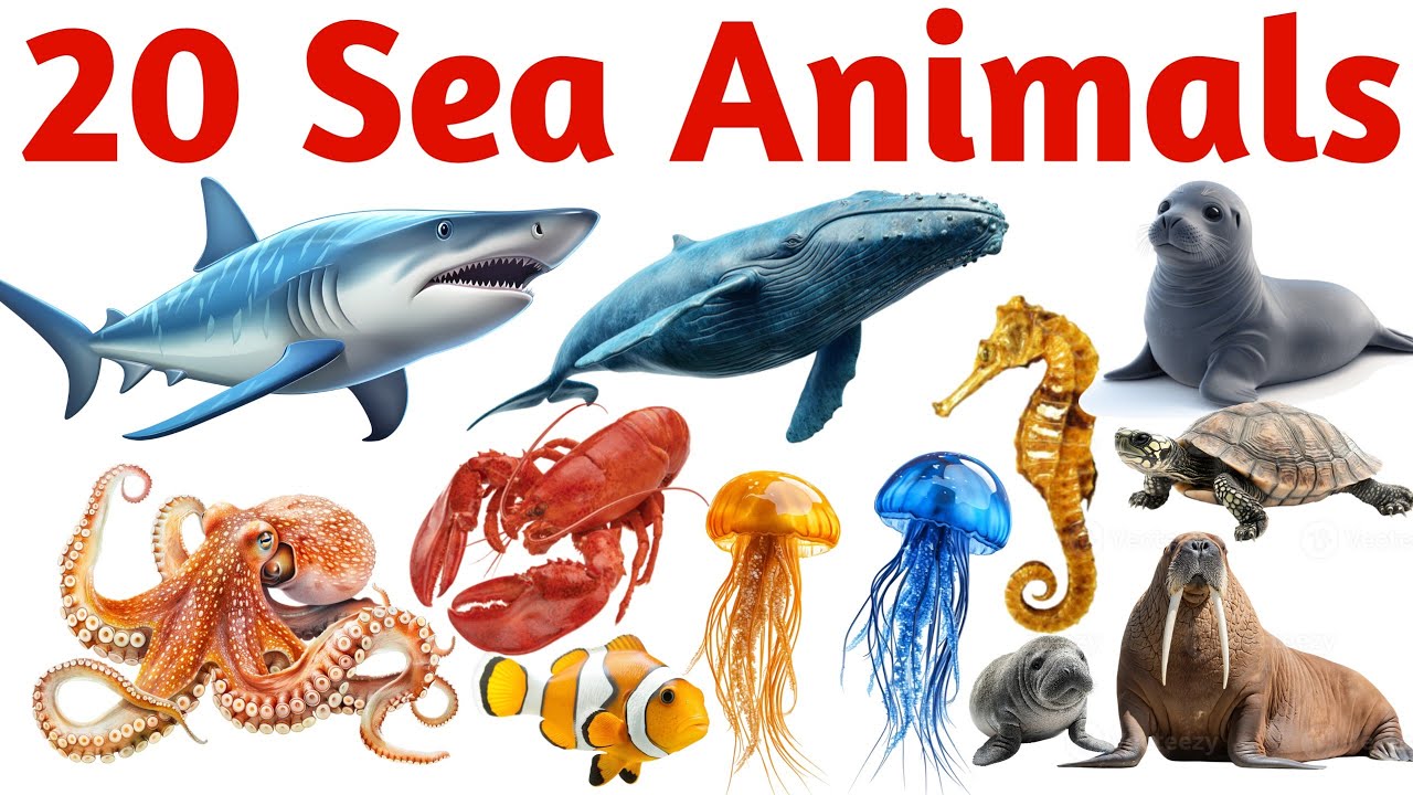 20 समुद्री जानवर | Learn 20 Sea Animals Names in English with Pictures ...
