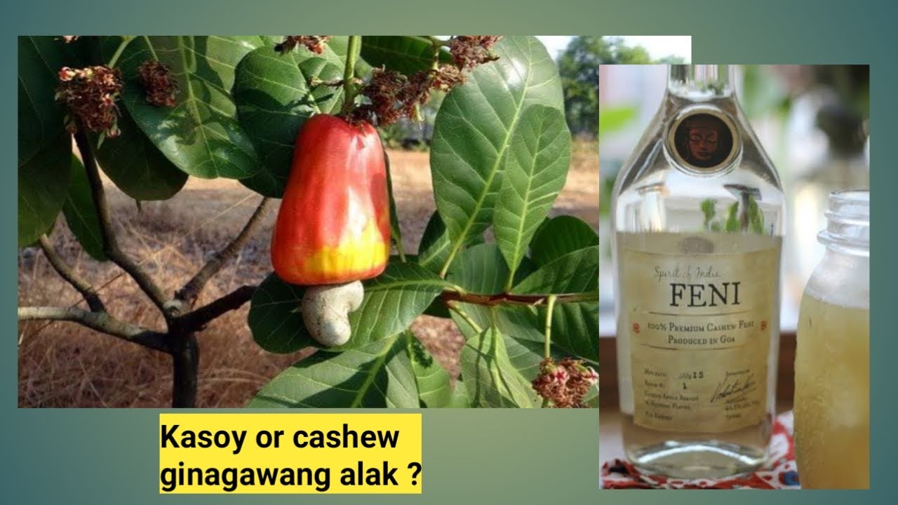 KASOY /GINAGAWA PALANG ALAK - YouTube