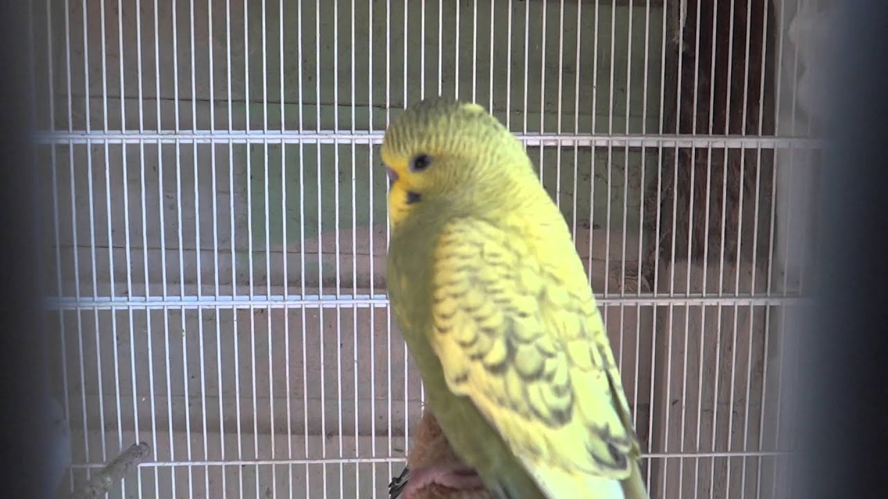 Dark Green Spangled Budgie/Parakeet - YouTube