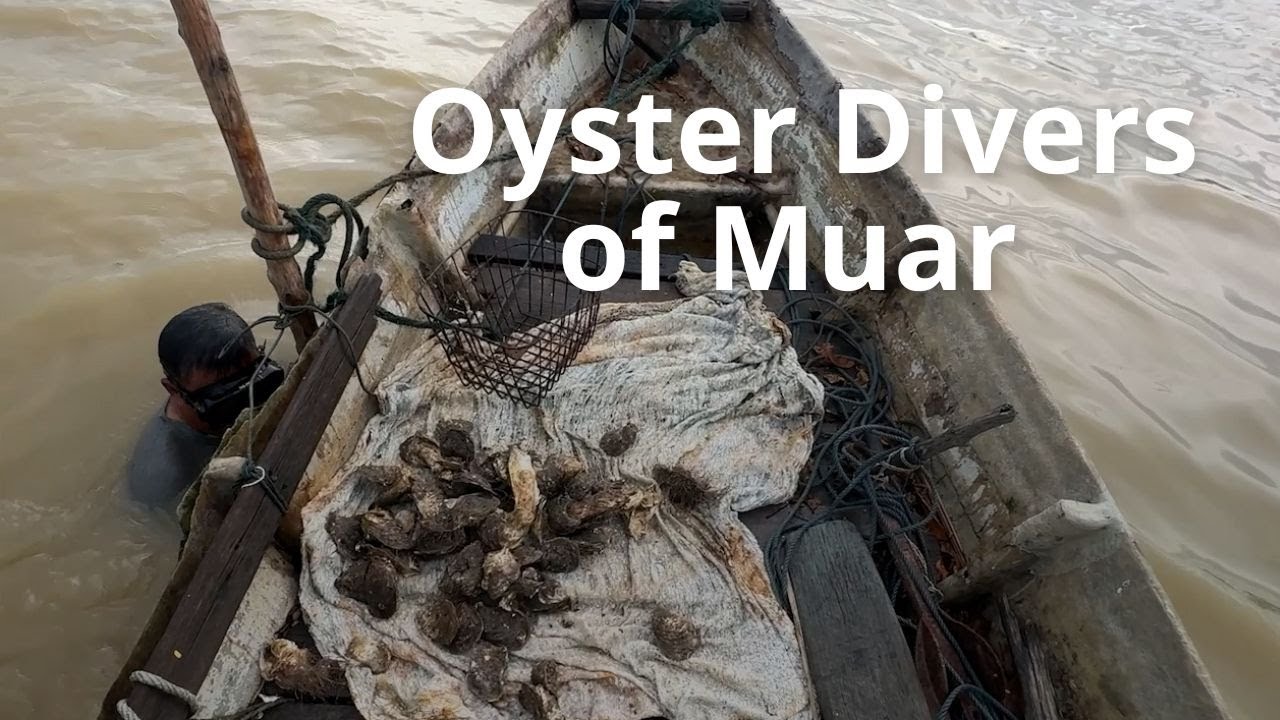 The Oyster Divers who free dive to harvest rare oysters found only in ...