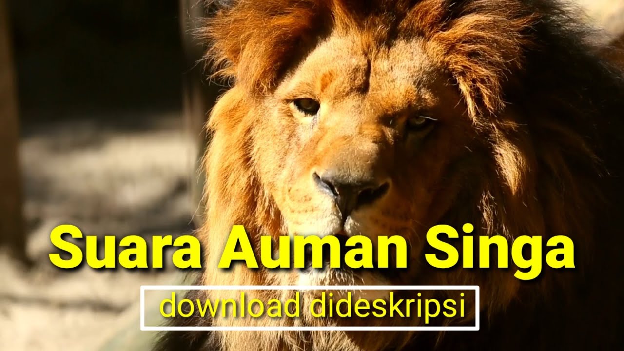Efek Suara Singa untuk Nada Pesan - YouTube