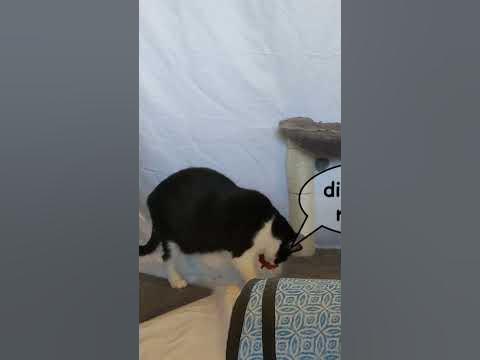 Tuxedo Kitty nibbles on catnip leaf. - YouTube