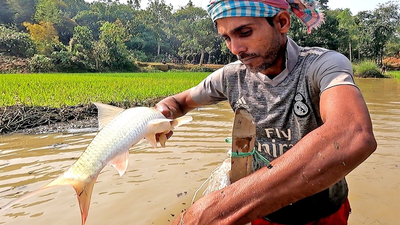 Net Fishing Video! Traditional Net Fishing In Village Canal - YouTube
