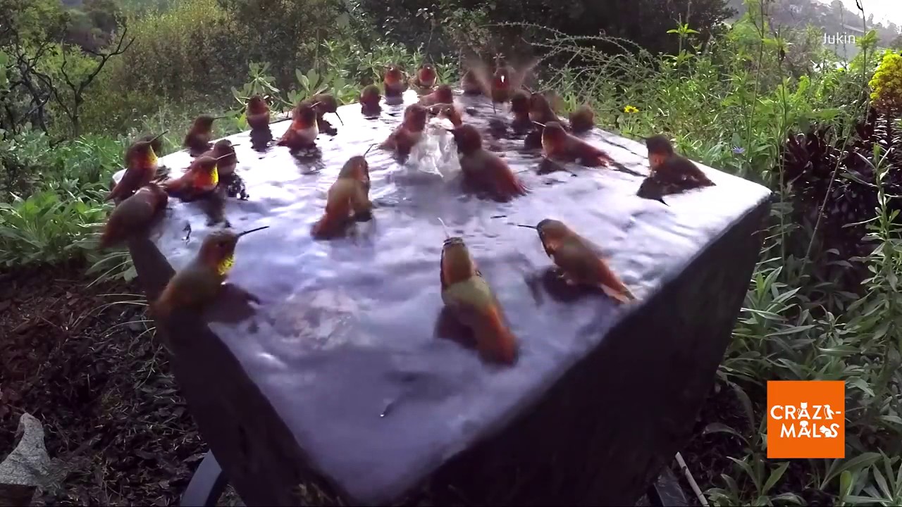 It's a hummingbird pool party! - YouTube
