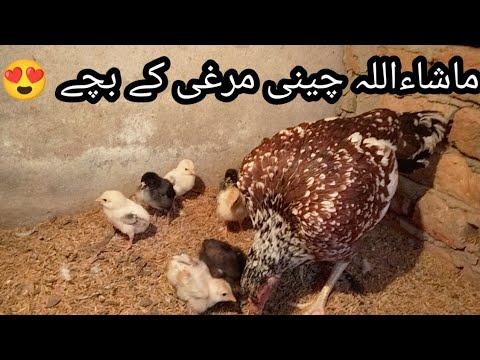 Cheeni Murgi Bachon Ko Feed krwaty husy - YouTube