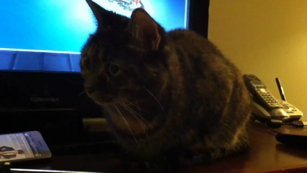 Cat explosions - YouTube