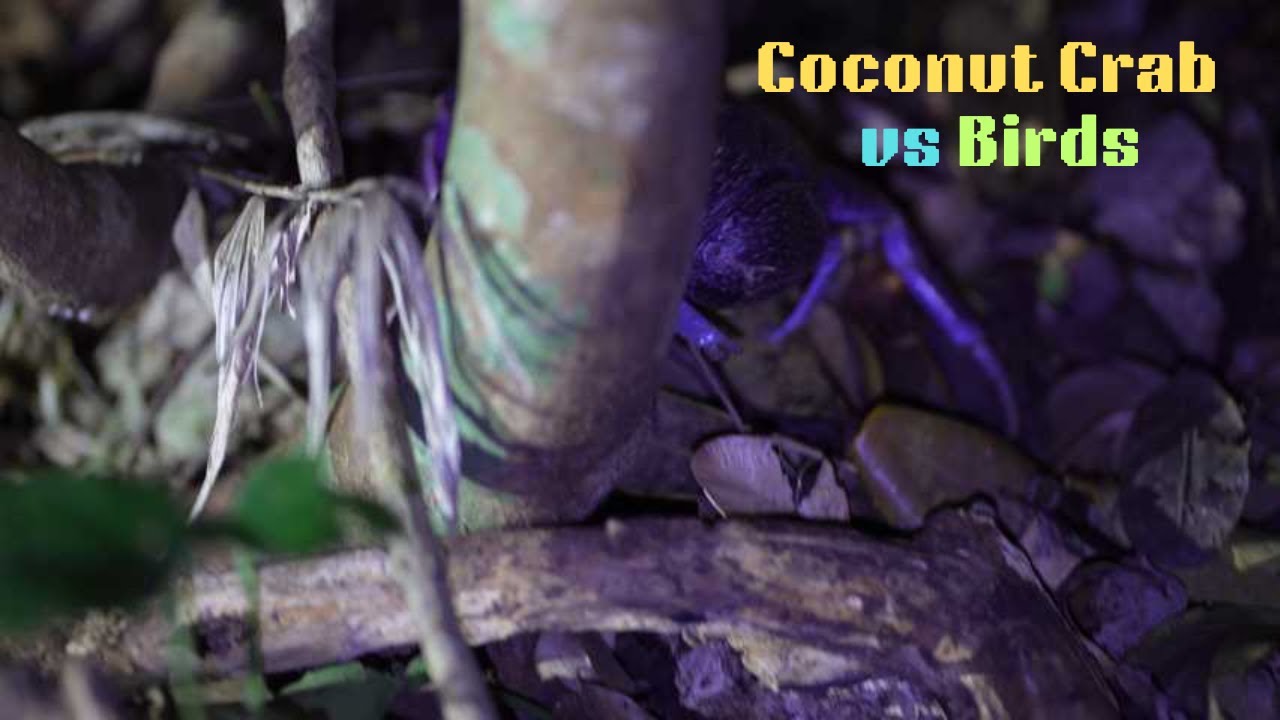 Coconut Crab vs Birds #WildlifeDocumentary #CoconutCrab #Birds # ...