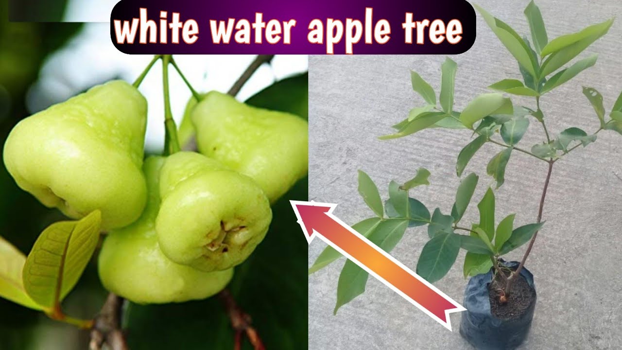 Egg white Apple latest water apple tree & वाइट जामदुल के लिए कांटेक्ट ...