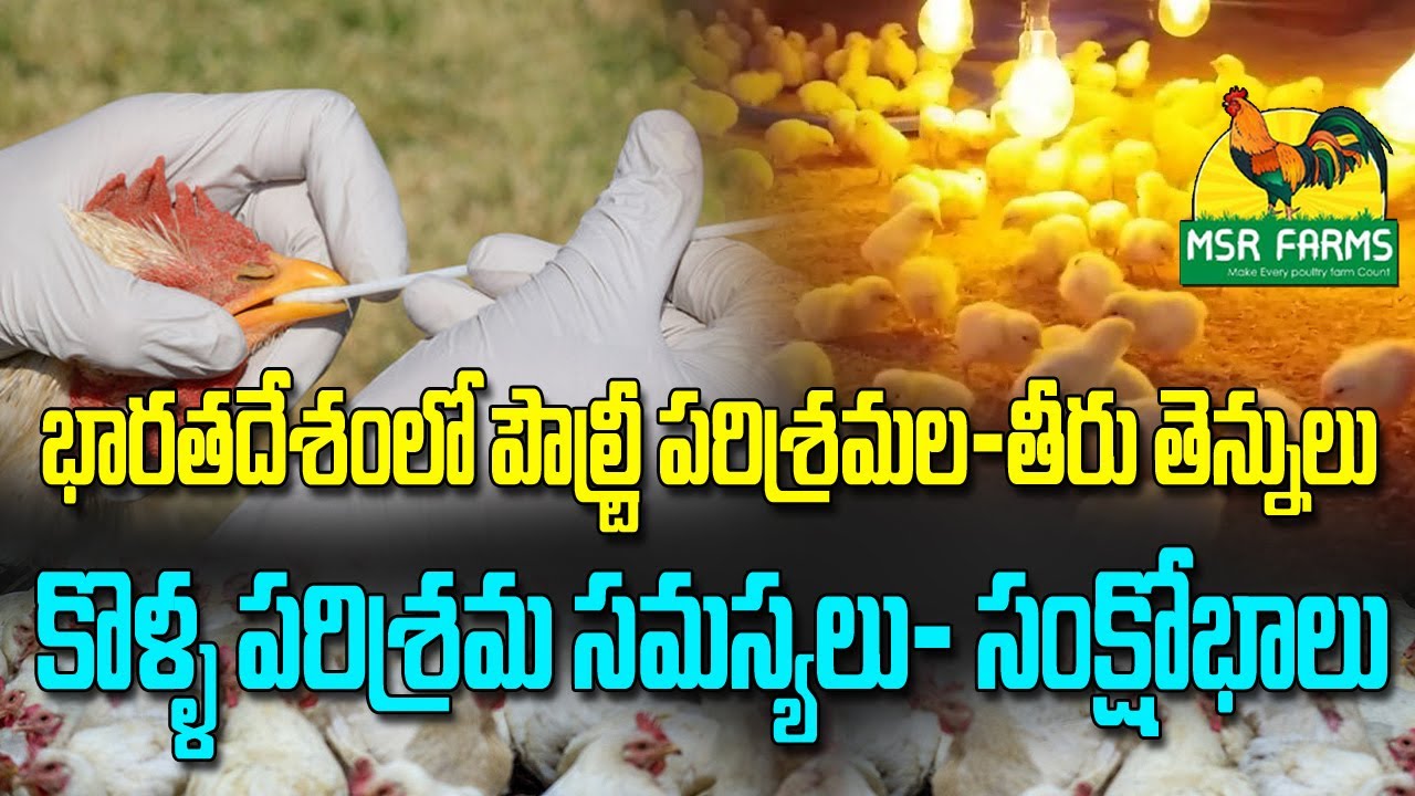 కోళ్ల పరిశ్రమ సమస్యలు - సంక్షోభాలు | Poultry Industry Problems | MSR ...