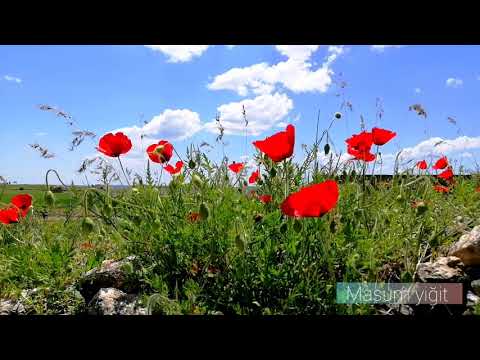 Masum yiğit - Herê dîya kaval enstrumantel