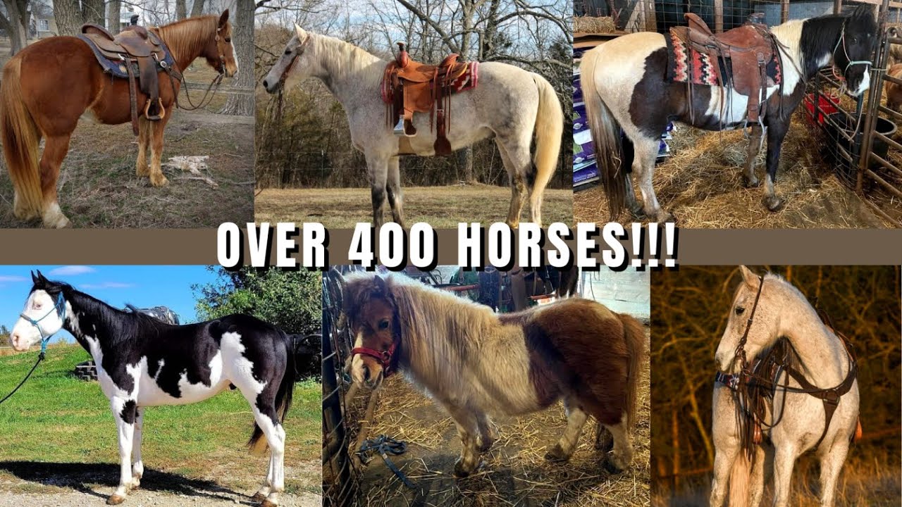 HORSE AUCTION!!! NEW PONY!!!!! - YouTube