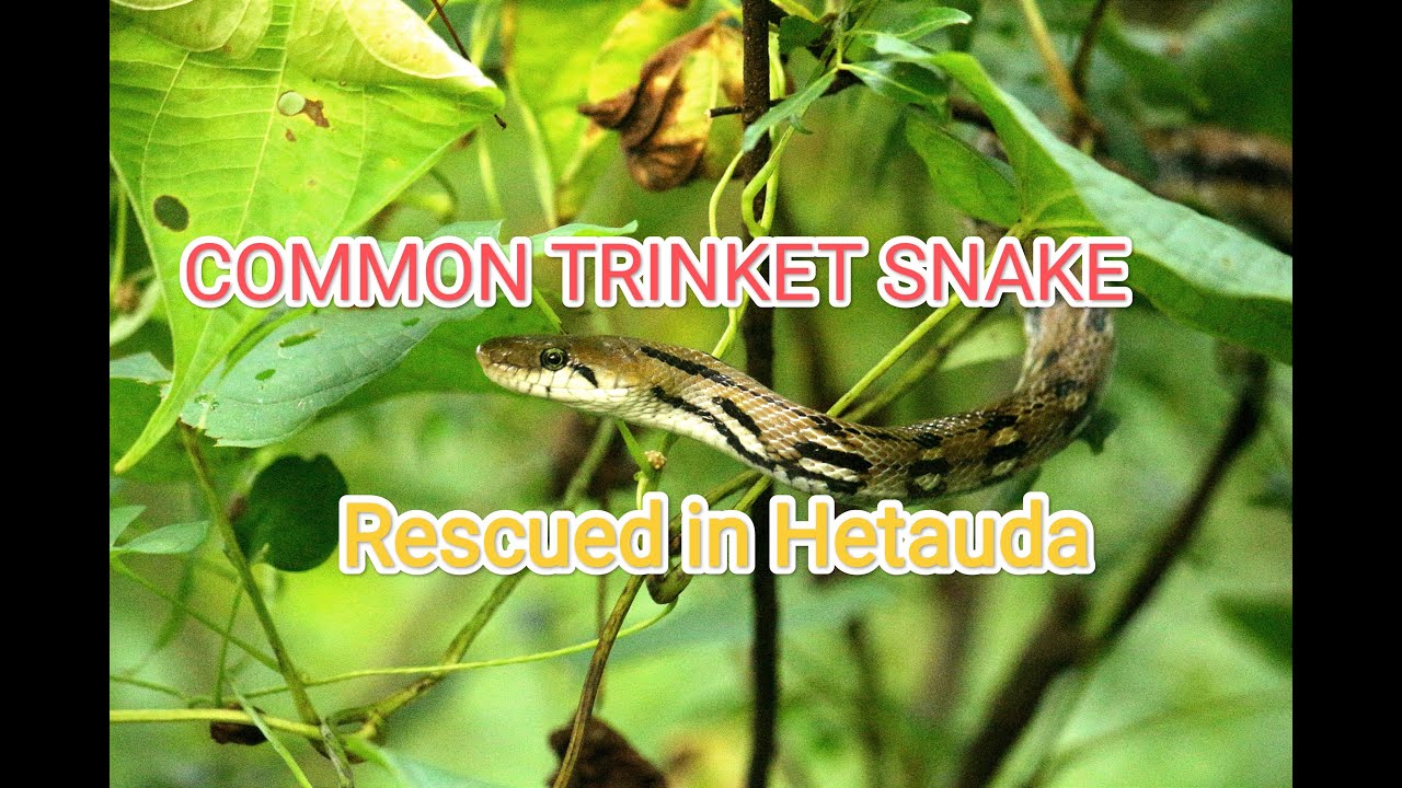 Common Trinket Snake🐍: Insights || Rescued and Released in Hetauda ...