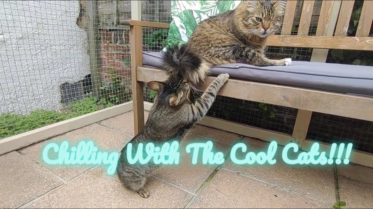 CHILLING WITH THE COOL CATS AT A CAT CAFE 😎😎😎!!! "PAWS FOR THOUGHT" 🐈🐈🐈 ...