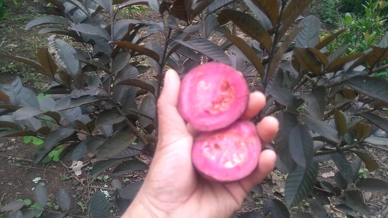 SPECIAL RED GUAVA TREE PLANT - YouTube