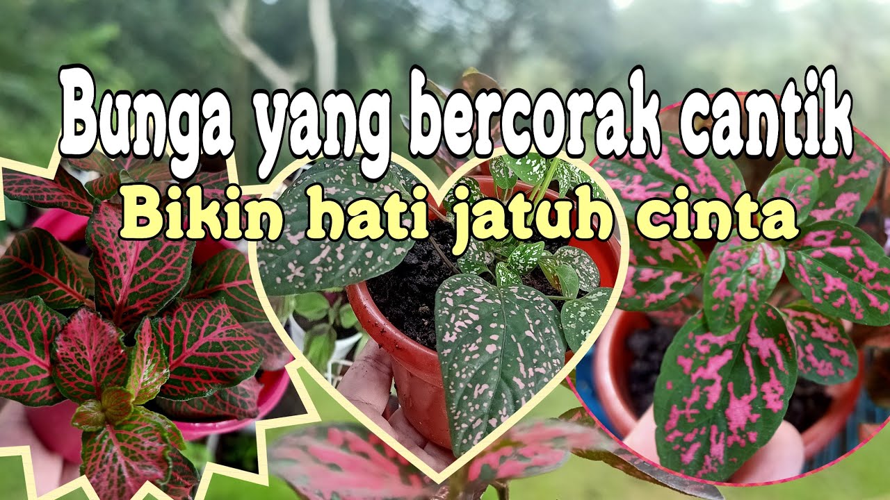 Bunga berdaun kecil tapi lawa.💖membuat hatiku bangun awal pagi,sebab ...
