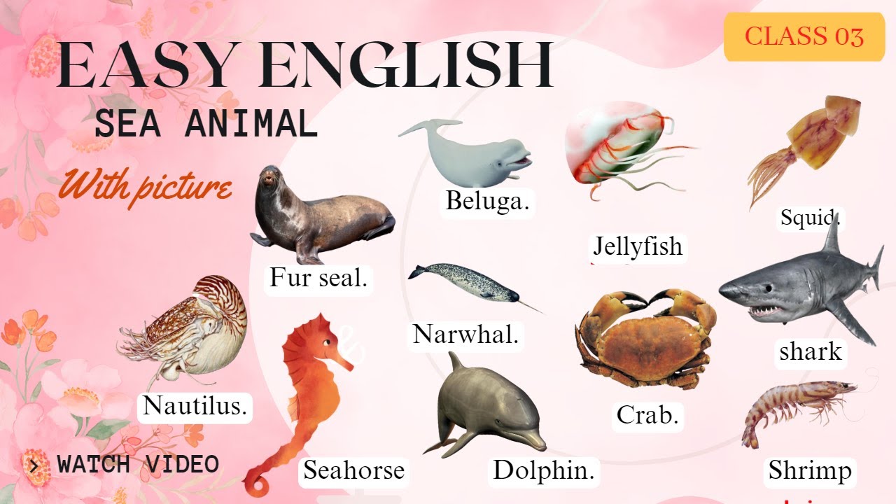 Learn English vocabulary Step by Step l Practice Sea animal's words ...