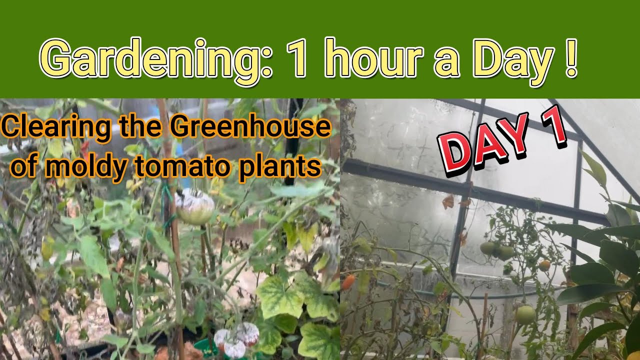 7. Julie's Kitchen Garden | Clearing the Greenhouse of Mouldy Tomato ...