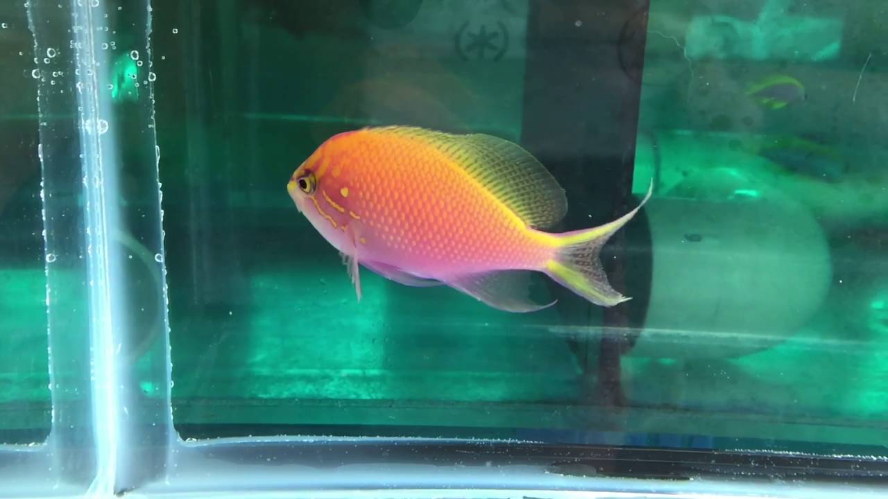 Fathead Sunburst Anthias - YouTube