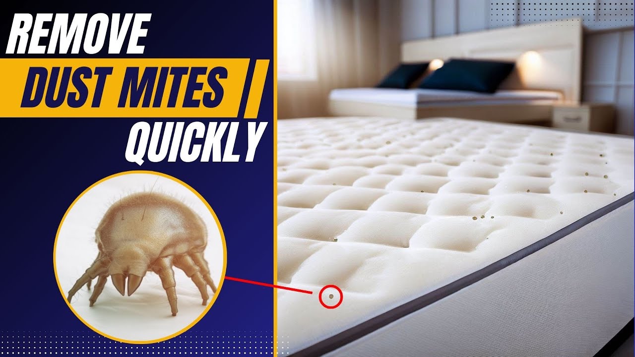 How to Get Rid of Dust Mites in A Mattress Quickly (Really is it ...