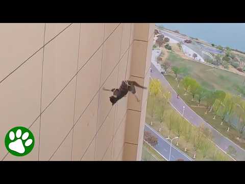 Fearless Women Rescue Cat from Rooftop Edge🙏