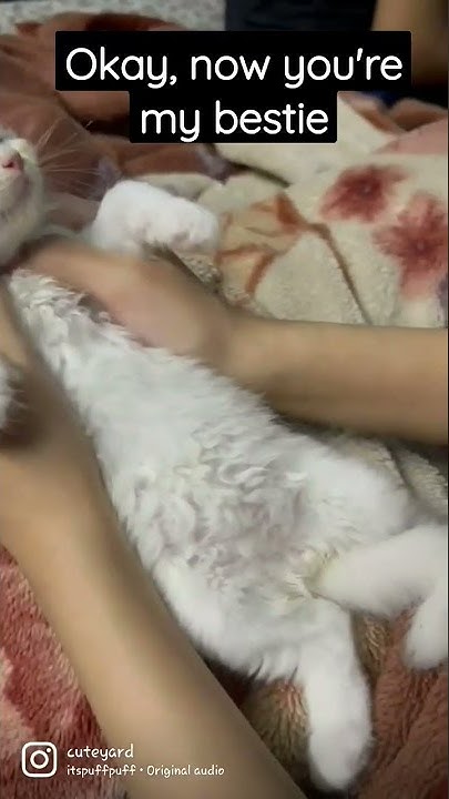 Bestfriend Everyone Needs #shorts - YouTube