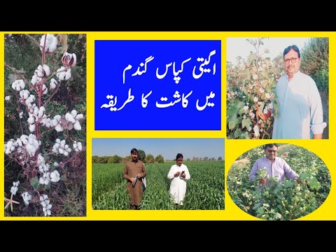 Wheat Intercropping in Pearl Cotton on Beds | Key Techniques and Tips ...