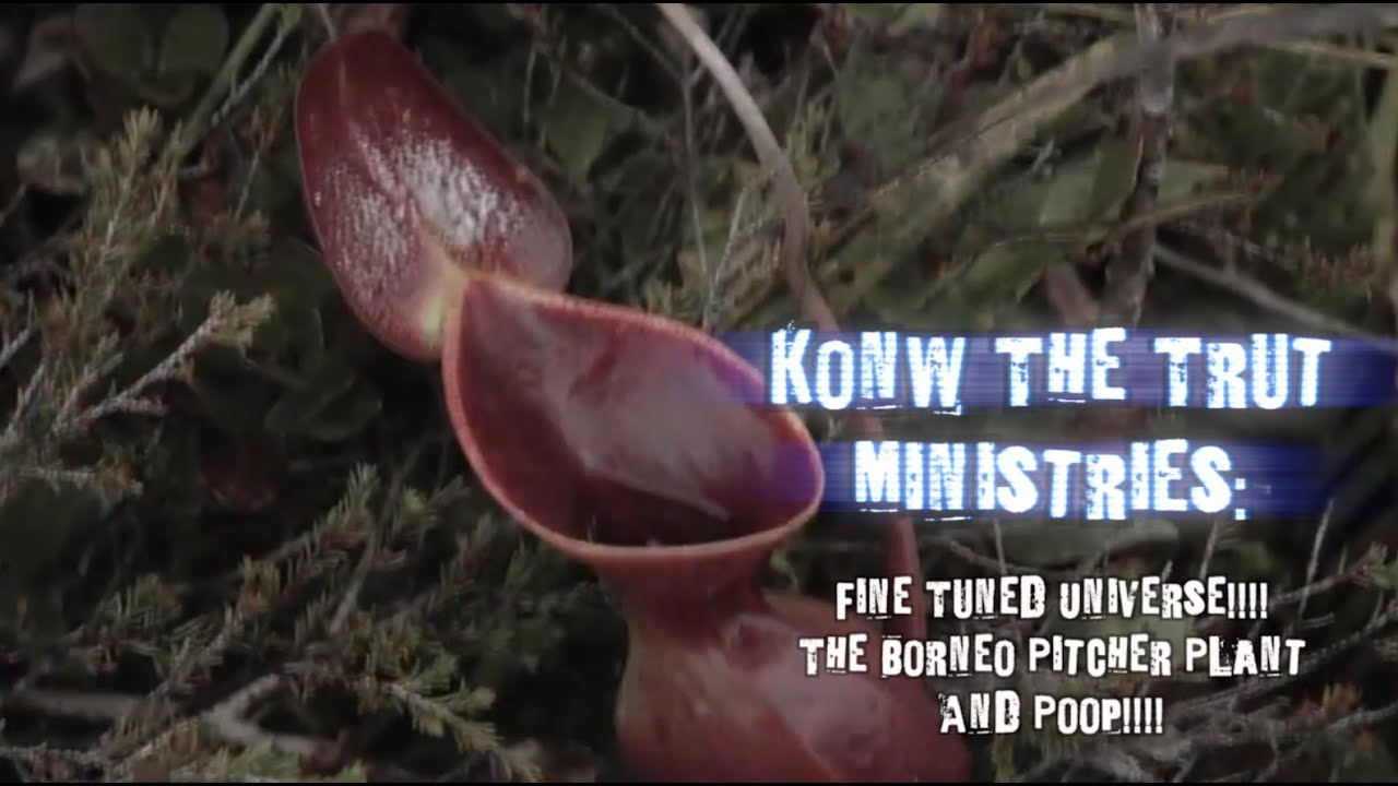 Fine Tuned Universe!!!! The Borneo Pitcher Plant And Poop!!!! - YouTube