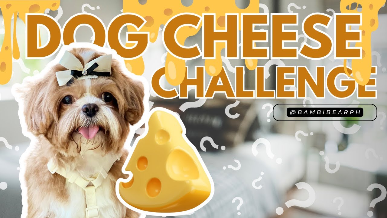 Dog Cheese Challenge 🐶🧀 - YouTube