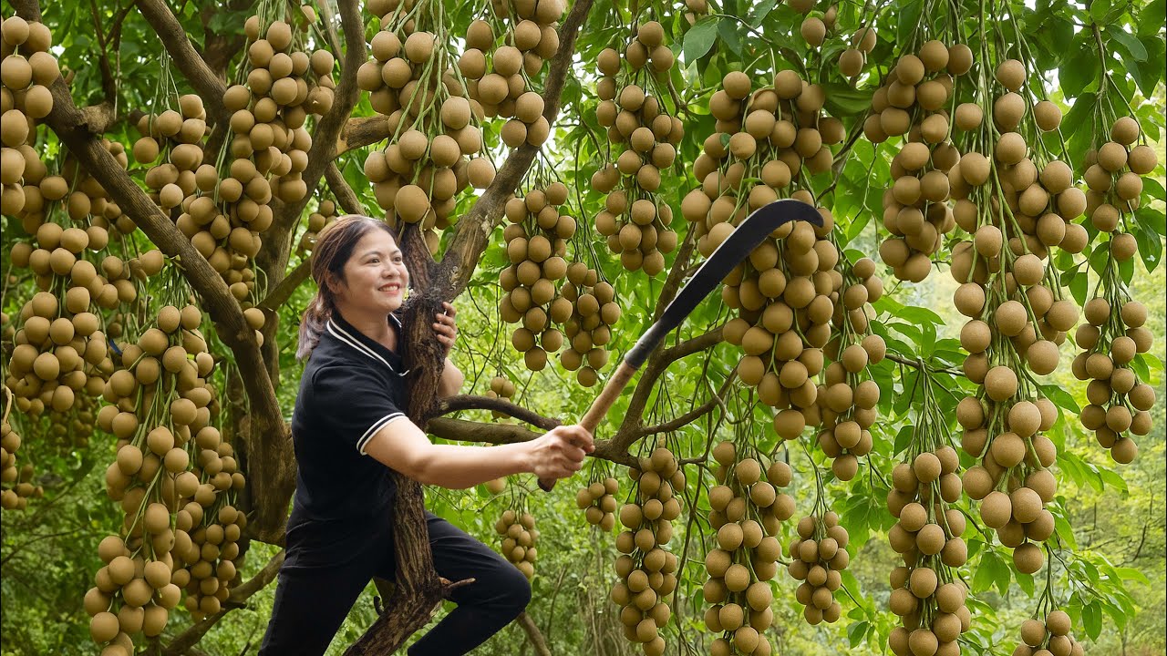 Harvesting Bishop Wood Fruit (Wild Longan) & Making Peanut Cake With ...