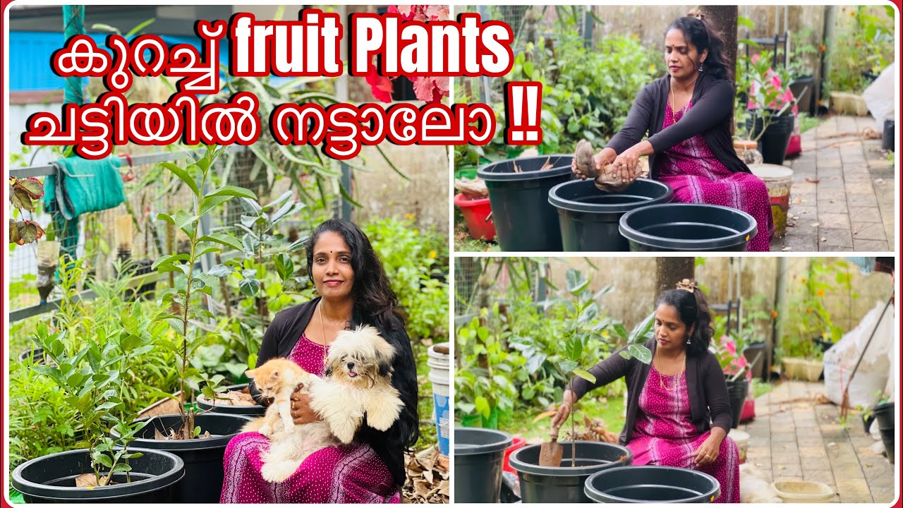 Evening Vlog | Growing fruit plants in pots | എളുപ്പത്തിൽ പഴചെടിക ...
