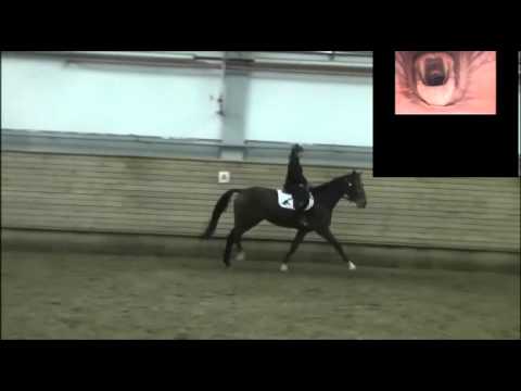 Dynamic endoscopy in a horse - Ghent University - YouTube