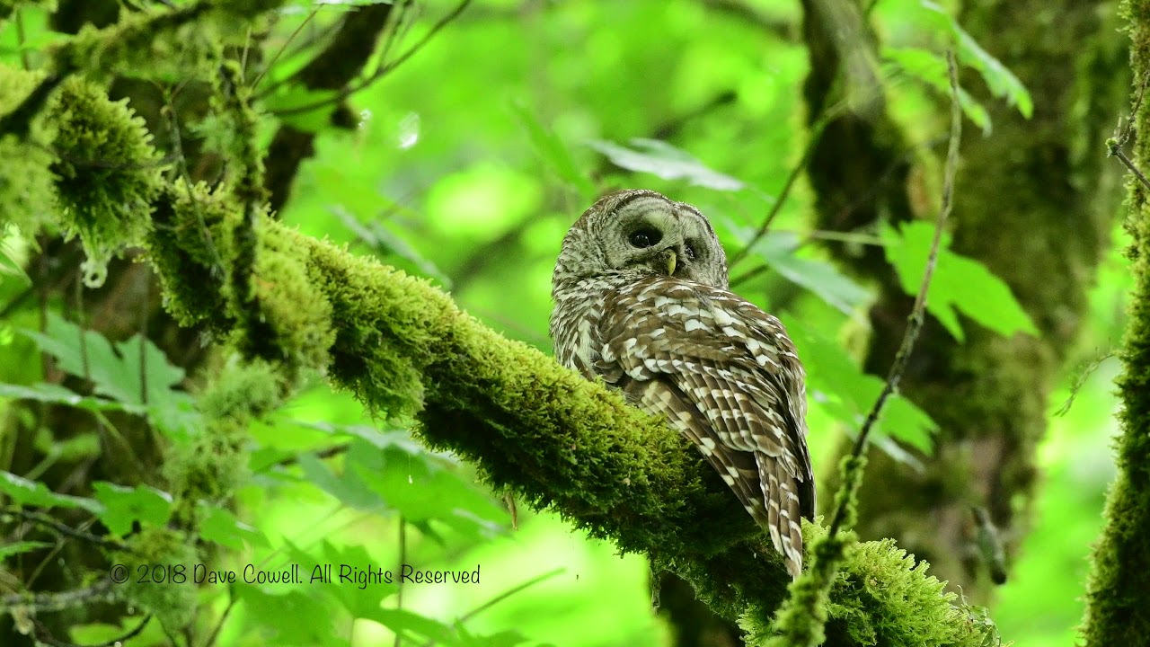 Mobbing A Barred Owl - YouTube