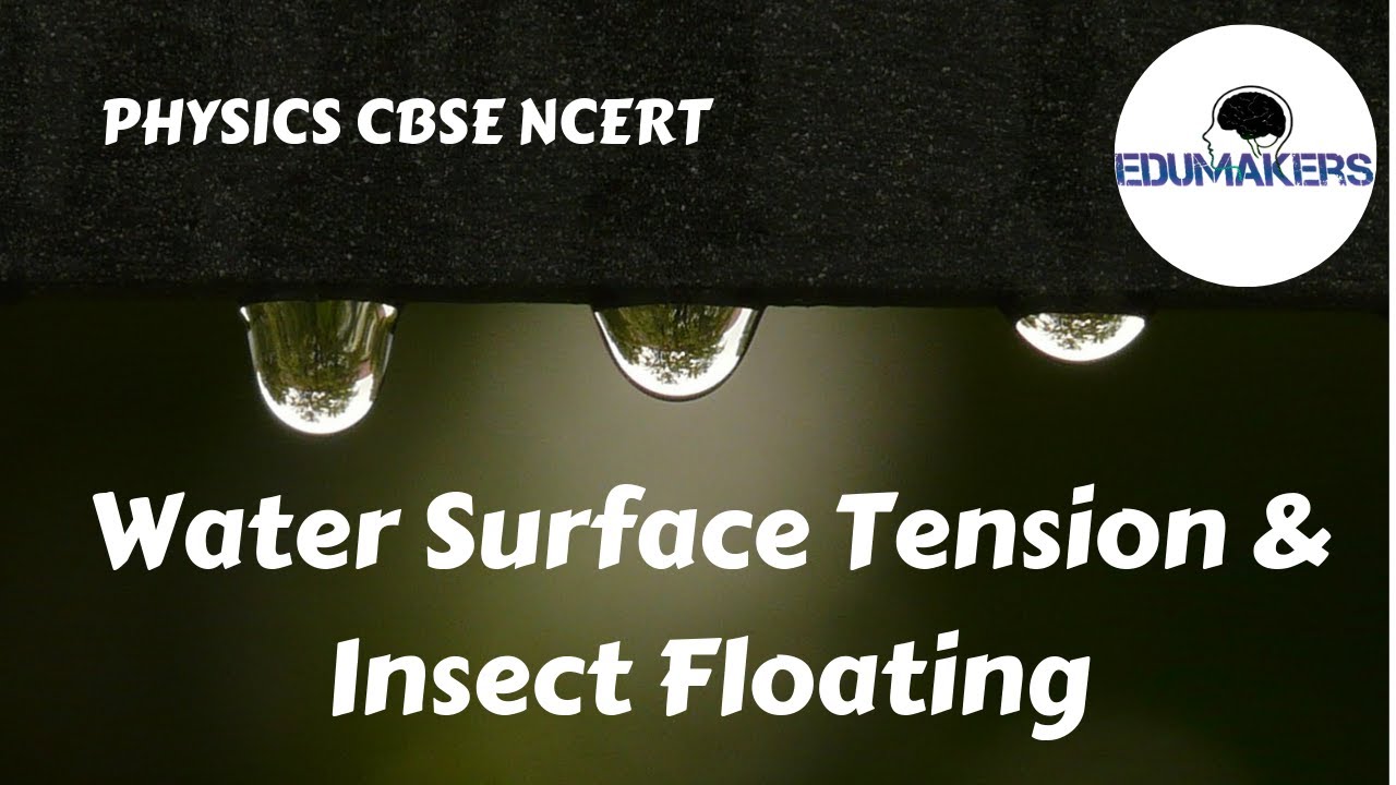 What is surface tension | पृष्ठ तनाव | Class 11 CBSE Physics | Insects ...