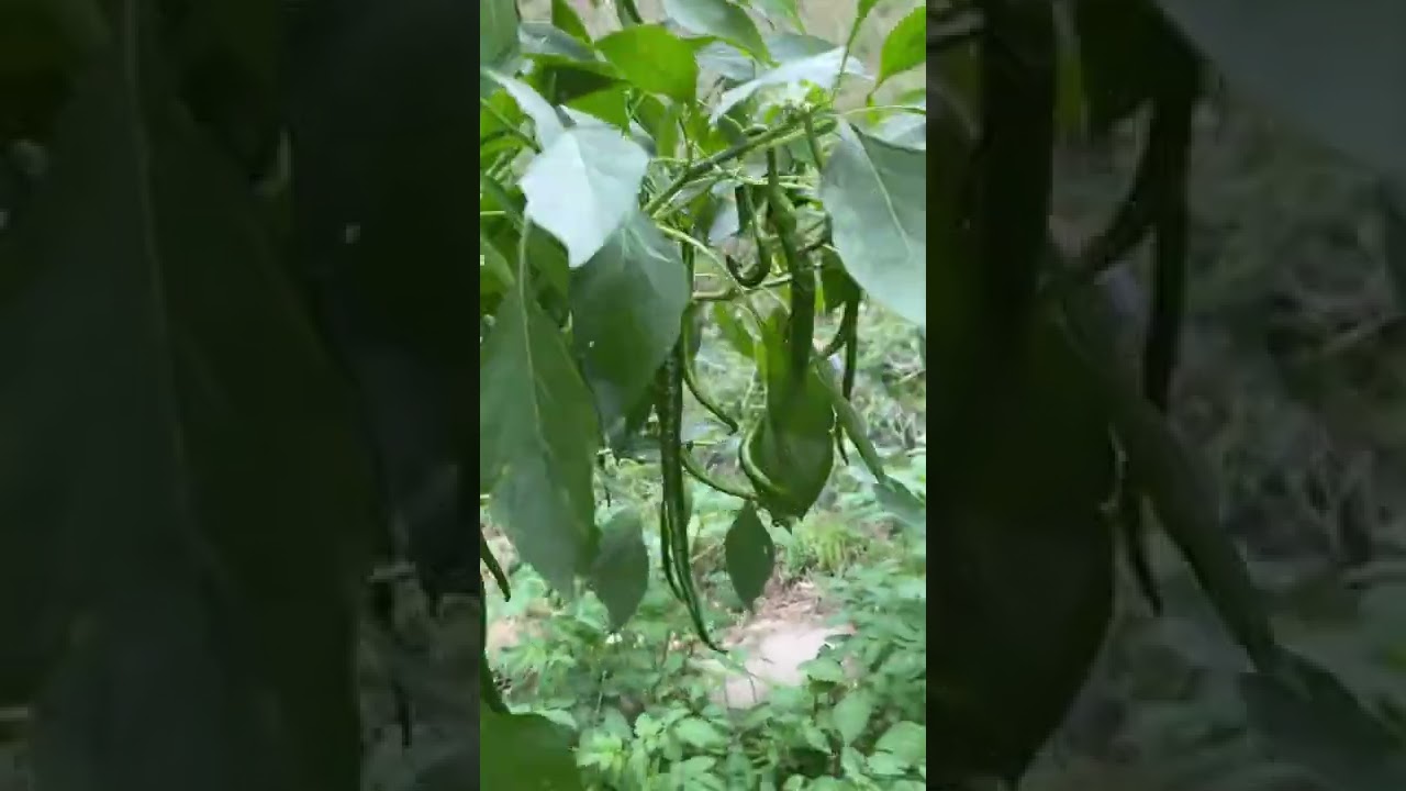 Long chili seed from my friend in Canada. #longchili #chili - YouTube