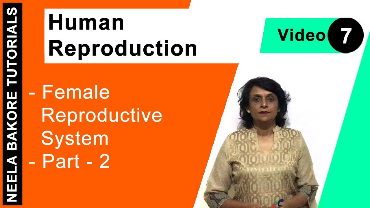 Human Reproduction | NEET | Female Reproductive System - Part 2 | Neela ...