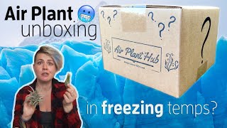 Ordering Air Plants Online from Air Plant Hub in Freezing Temperatures (Unboxing)