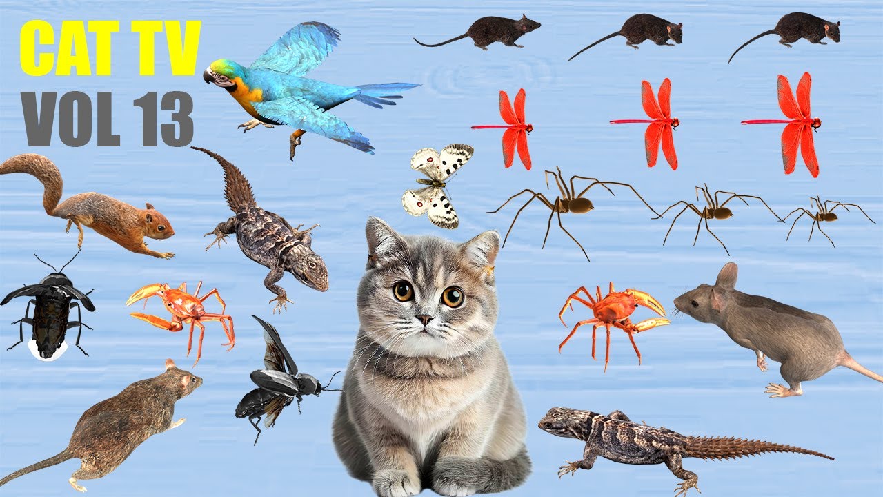 Cat TV: Realistic Moving Mice, Insects & Lizards! Ultimate Game For Cat ...
