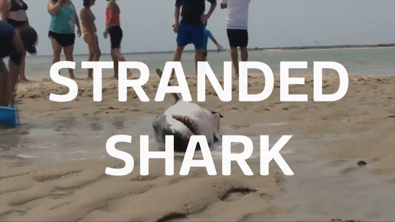 Beachgoers help rescue stranded great white shark - YouTube