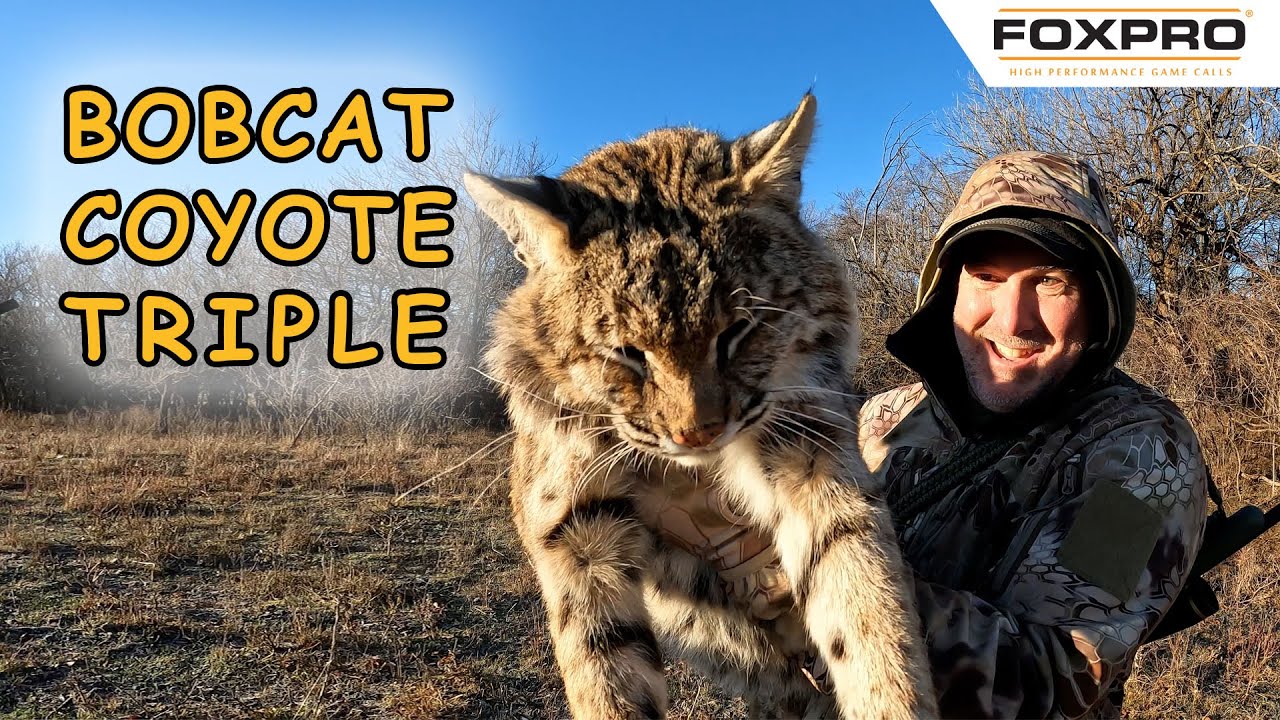 HUGE Tom Bobcat and Coyote Double On The Same Stand! - YouTube