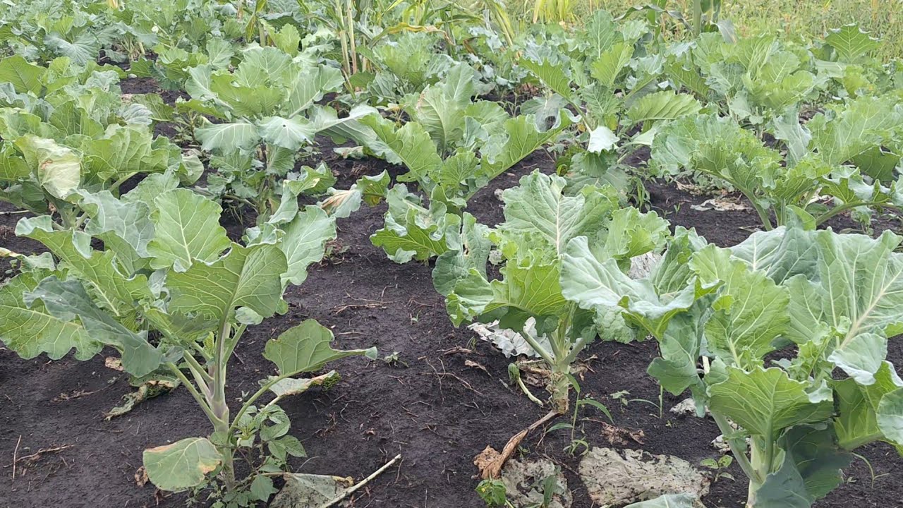 Backyard Farming Made Easy | How Stay-Home Mothers Can Earn from Sukuma ...