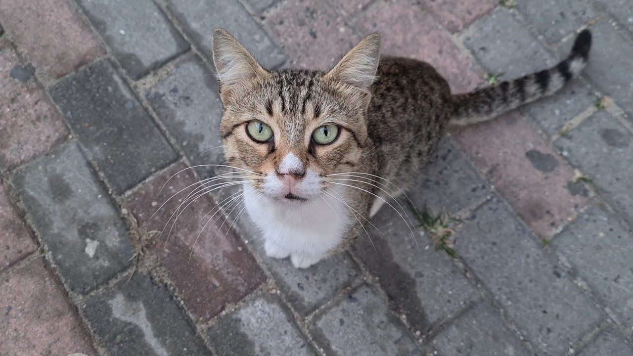 Very Cute Hungry Stray Cats. - YouTube