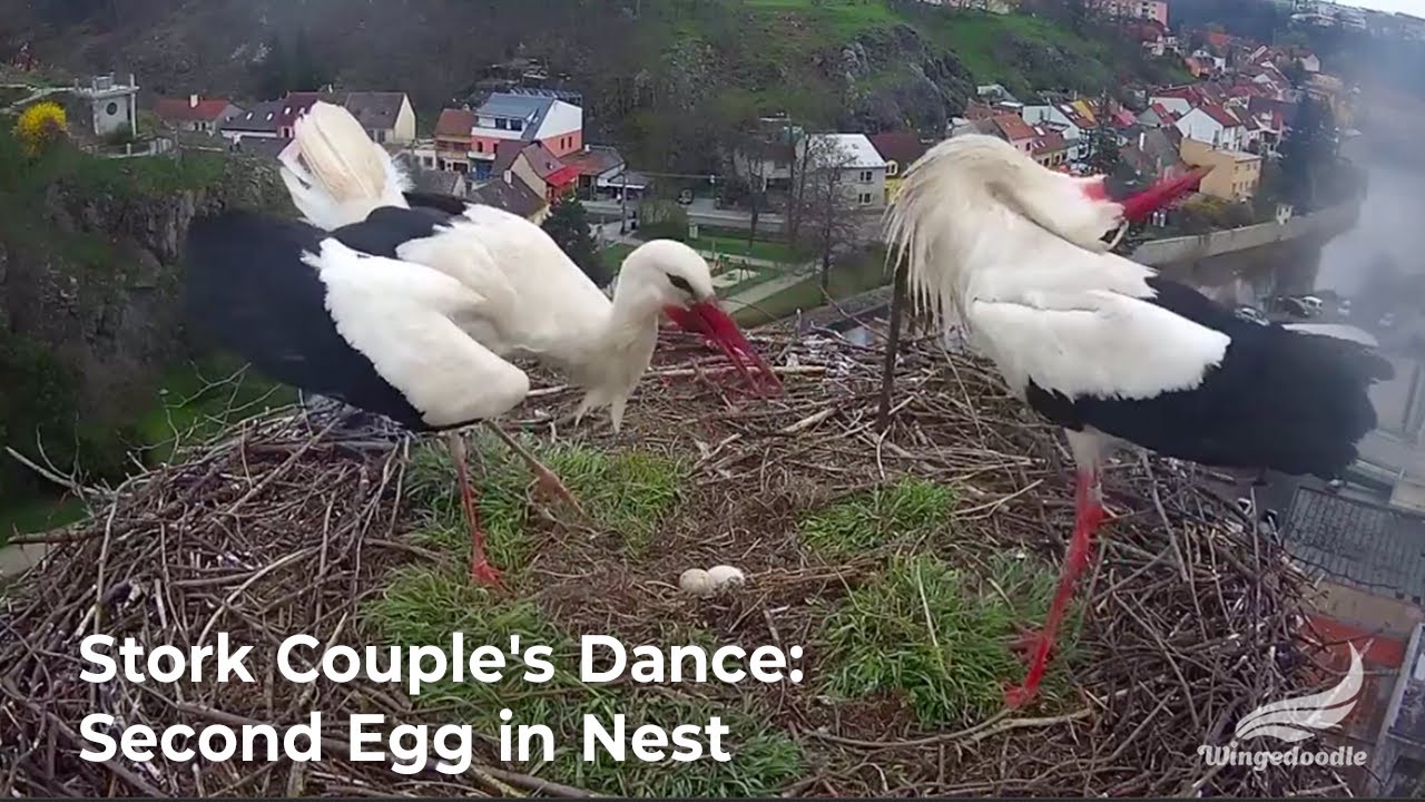 Stork Couple's Dance as They Welcome Second Egg in Nest - YouTube