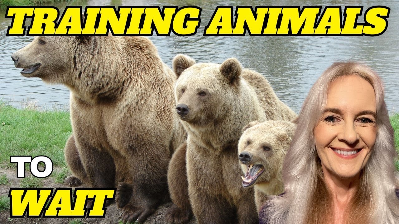 Training Animals to Wait: Practical Application Deep Dive - YouTube