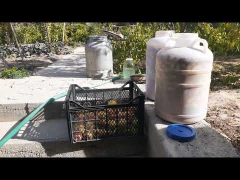 Alma meyvəsindən spirtin (araq) alınması