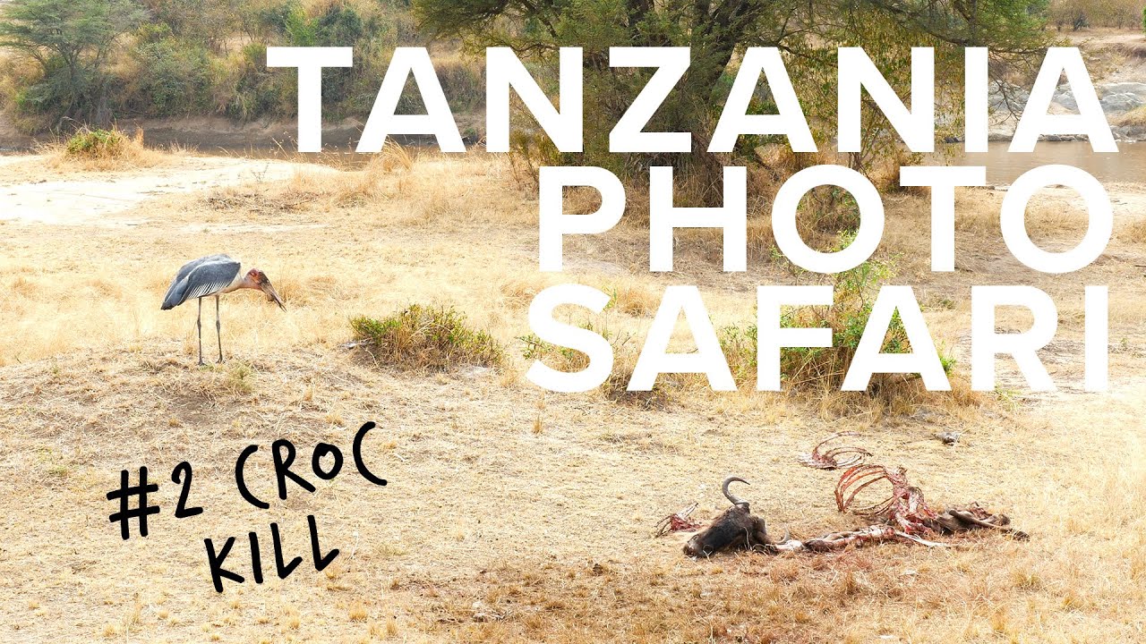 Tanzania Photo Safari - Crocodile Kill in Serengeti - YouTube